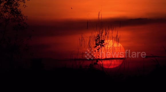 Beautiful big orange sunset and silhouettes of plants, with orange sky ...