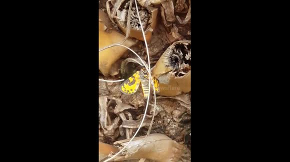 Cheetah moth searching for a place to lay her eggs - Buy, Sell or ...