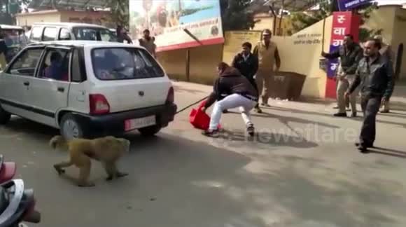 Inconsolable mom mourns death of baby monkey hit by car, fellow ...