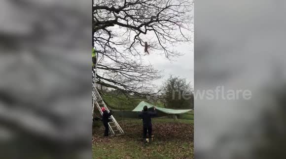 Video shows cat falling from tree on to 'makeshift trampoline' - Buy ...