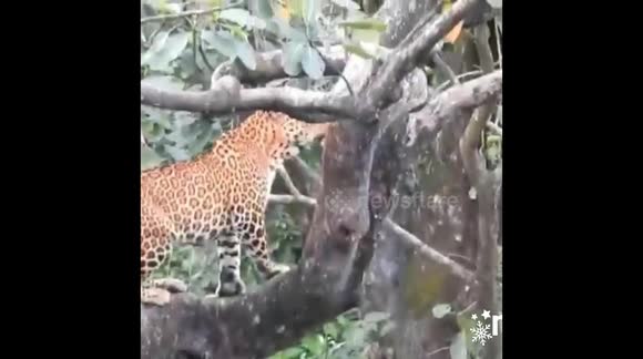 Leopard Mating Rituals - Buy, Sell or Upload Video Content with Newsflare