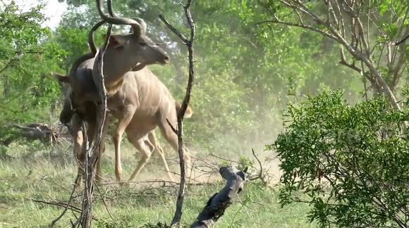 Rare sight of kudu antelope using their massive horns to fight for ...