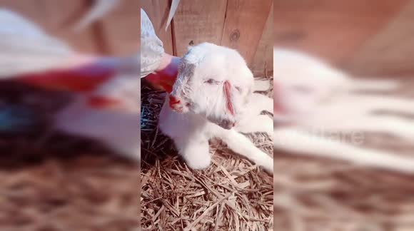 Sheep born with two heads in eastern China - Buy, Sell or Upload Video ...