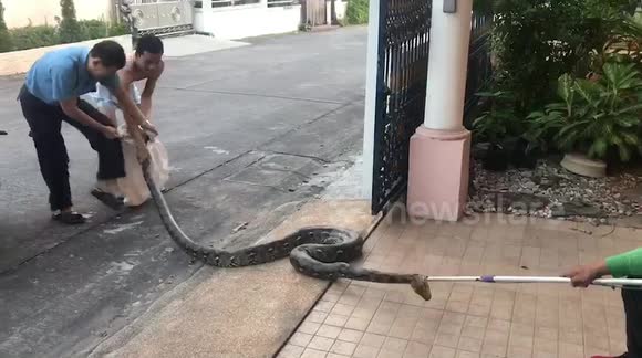 Large python caught in woman's front yard - Buy, Sell or Upload Video ...
