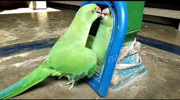 Parrot keeps trying to kiss and hug pretty bird in the mirror - Buy ...
