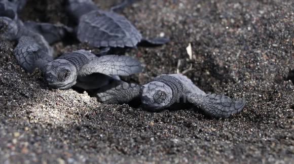 Baby turtles emerge from the sand after hatching under Guatemalan beach ...