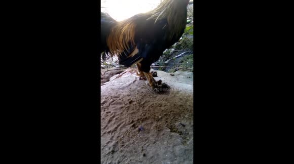 The chickens with a very long claw in Viet Nam - Buy, Sell or Upload ...