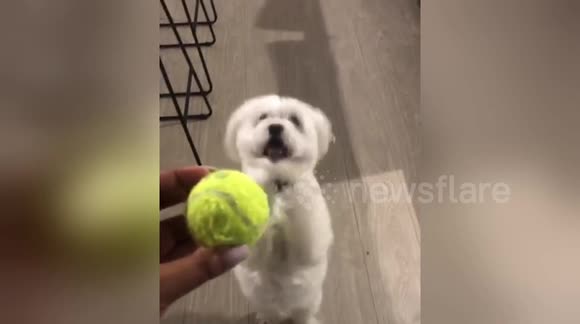 Desperate dog has hilarious way of begging for toys - Buy, Sell or ...