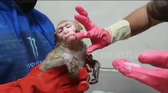 Monkey burned after rickshaw accident is treated with ointment for its ...