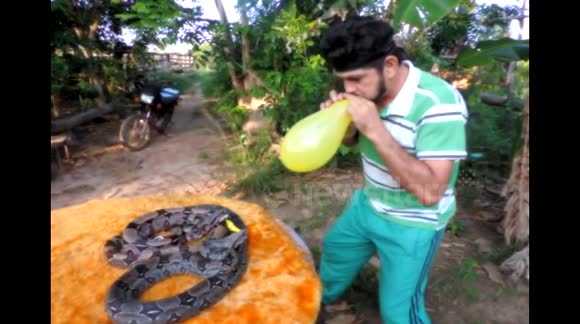 Snakes explode balloons held in man's mouth - Buy, Sell or Upload Video ...