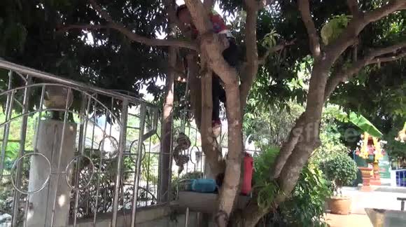 Rescuers catch 7-foot-long python wrapped around tree in front yard ...