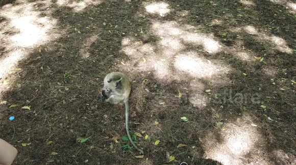 Baby Monkey at Haller Park, Mombasa, Kenya - Buy, Sell or Upload Video ...