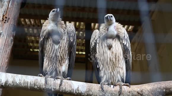 Bird centre hatches £100k worth of rare eggs brought to UK by jailed ...