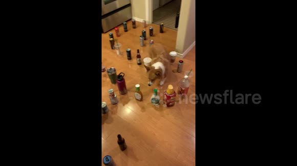 Clever corgi carefully navigates her way through new viral maze ...