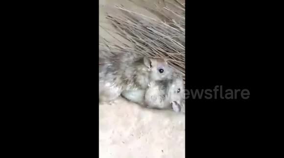 Two rats wrestle on the ground like a boxing match - Buy, Sell or ...