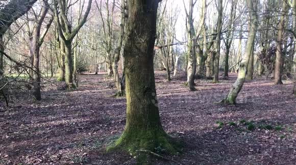 Explain this: Large tree split down the middle - Buy, Sell or Upload ...