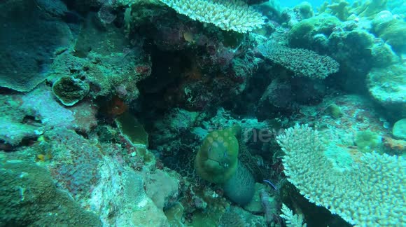 Massive Moray Eel Gets Angry At Diver Filming It Buy Sell Or Upload Video Content With Newsflare