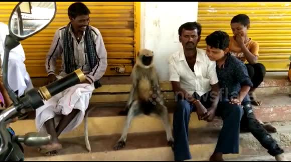 Wild monkey likes to hang out with humans, pose for selfies - Buy, Sell ...