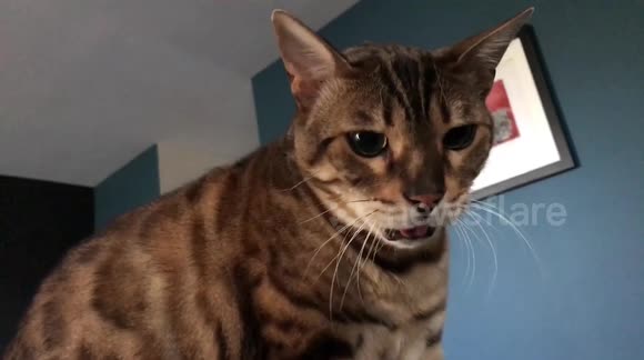 Auto-tuned cat has quite the musical miaow - Buy, Sell or Upload Video ...