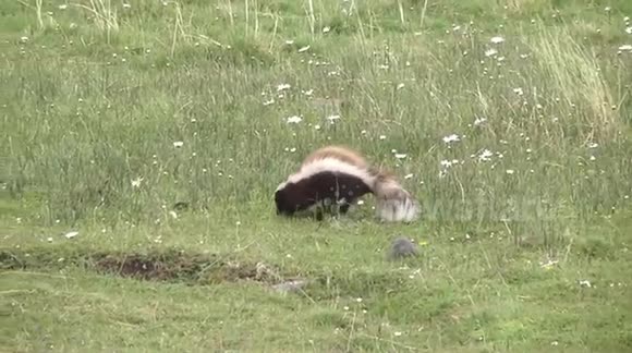 A Southern Hog nosed Skunk hunting - Buy, Sell or Upload Video Content ...