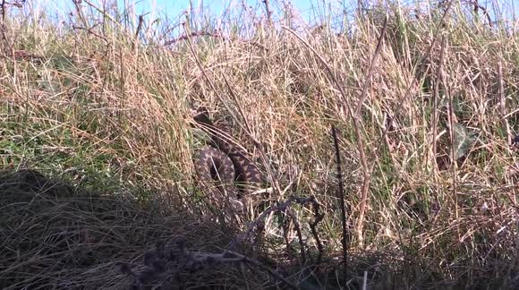 Adder basks in sun on hottest February day ever in Cornwall - Buy, Sell ...