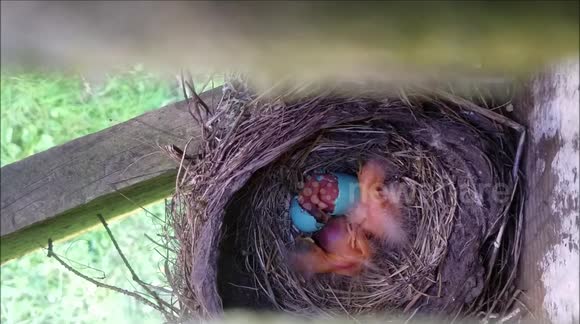 Newborn robin joins siblings in touching nest time-lapse - Buy, Sell or ...
