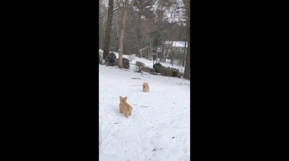 Dog stick trick: pup breaks and catches broken branch - Buy, Sell or ...