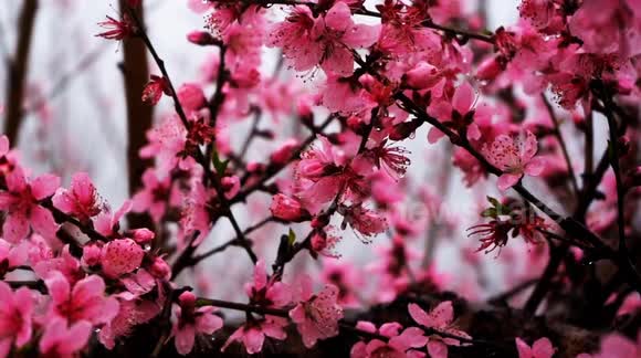 Forest of peach trees bloom in China’s Guangdong and cover mountainside ...