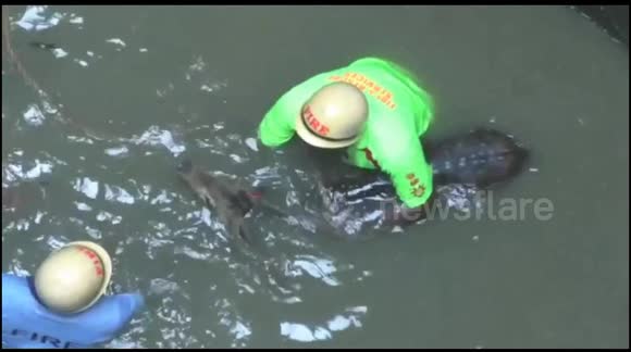 Helpless deer rescued from drowning in 50-foot well in southern India ...