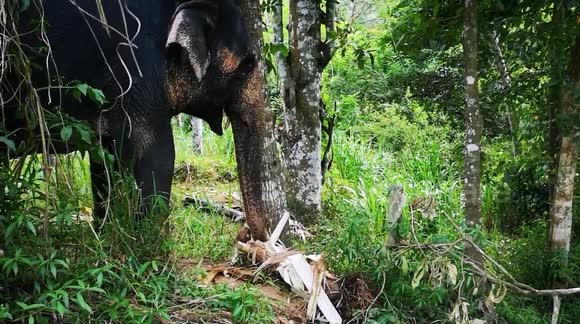 Indian Elephant strips off banana tree bark for a chewy meal - Buy ...