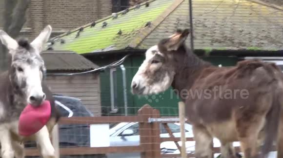 Donkeys spin with a hot-water bottle in the air - Buy, Sell or Upload ...