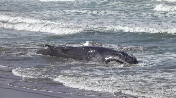 Wounded dying humpback whale grounding in the coast in Sopelana, Basque ...