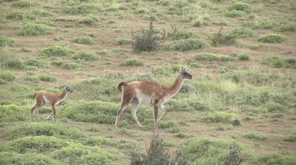 Female Guanacos walking with their cute, newborn calves or chulengos ...