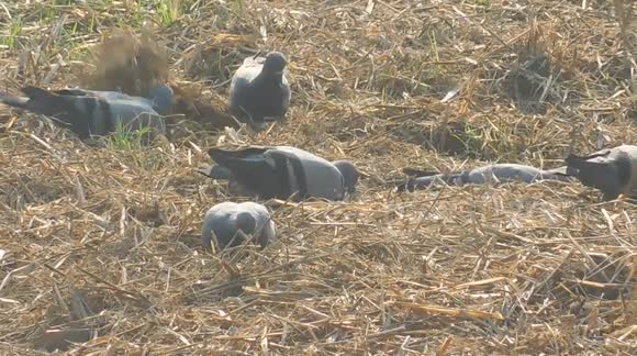 This Bizarre Bird Are Digging The Ground And Searching Food - Buy, Sell ...