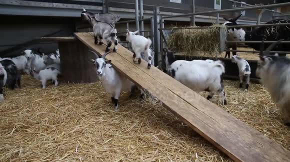 Adorable adventurous baby pygmy goats who love nothing more than ...