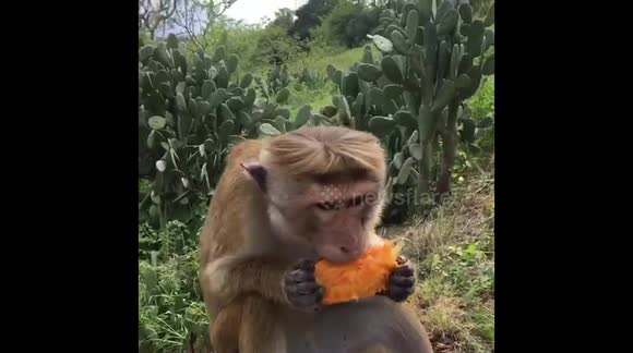 Monkey noms on mango slice in Sri Lanka jungle - Buy, Sell or Upload ...