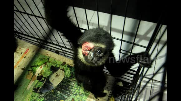 Exotic bird smugglers arrested at Indonesian port with rare avian cargo ...