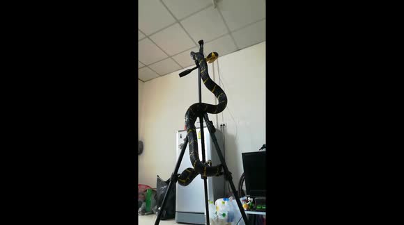 Pet mangrove snake slithers up camera tripod thinking it's a tree - Buy ...