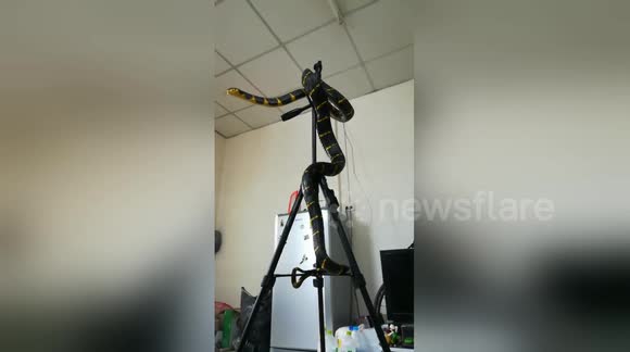 Pet mangrove snake slithers up camera tripod thinking it's a tree - Buy ...