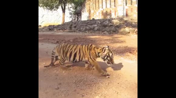 Grumpy tiger cub screams for attention at temple in Thailand - Buy ...