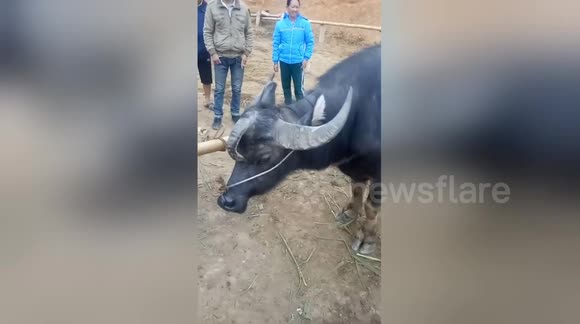 Strange buffalo with three horns found at cattle auction in Vietnam ...