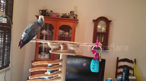 Bibi the Bird Talking Breakfast - Buy, Sell or Upload Video Content ...