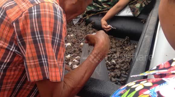 Hundreds of live frogs are sold from the back of pick-up truck in ...