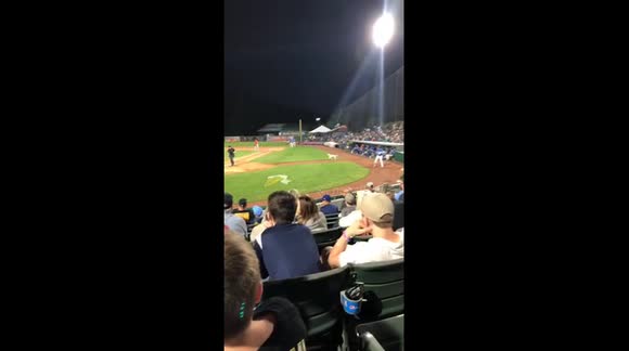 Labrador bat retriever - Buy, Sell or Upload Video Content with Newsflare