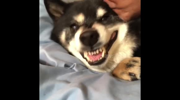 Shiba Inu bares teeth and growls whenever anyone kisses her - Buy, Sell ...