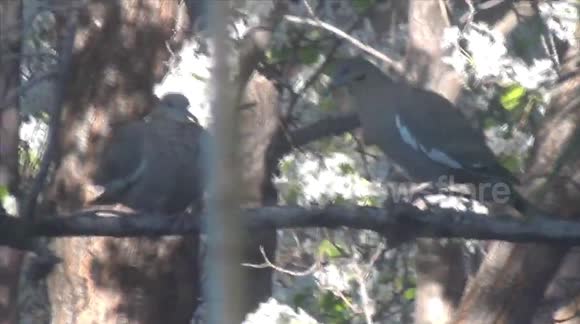 Dove Love in the Backyard, White Winged Dove Mating Ritual - Buy, Sell ...