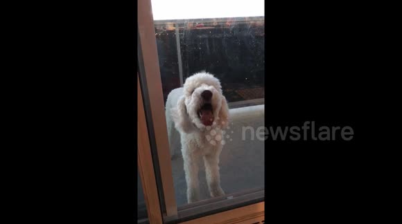 Poodle puppy tries to eat glass sliding door - Buy, Sell or Upload ...