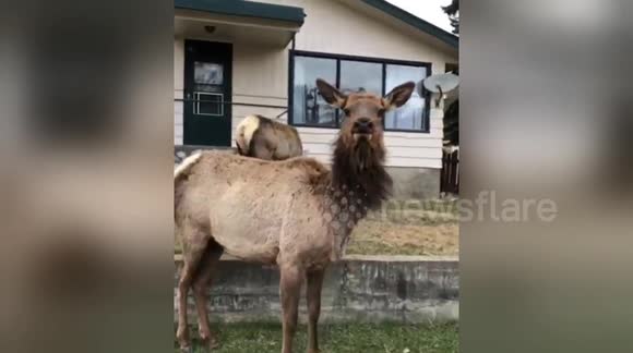 Funny moment docile elk suddenly charges filmer - Buy, Sell or Upload ...