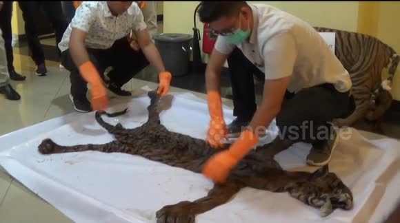 Police in West Sumatra arrest endangered animal organ traffickers - Buy ...