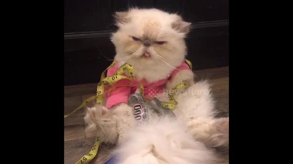 Handy Cat - Buy, Sell or Upload Video Content with Newsflare